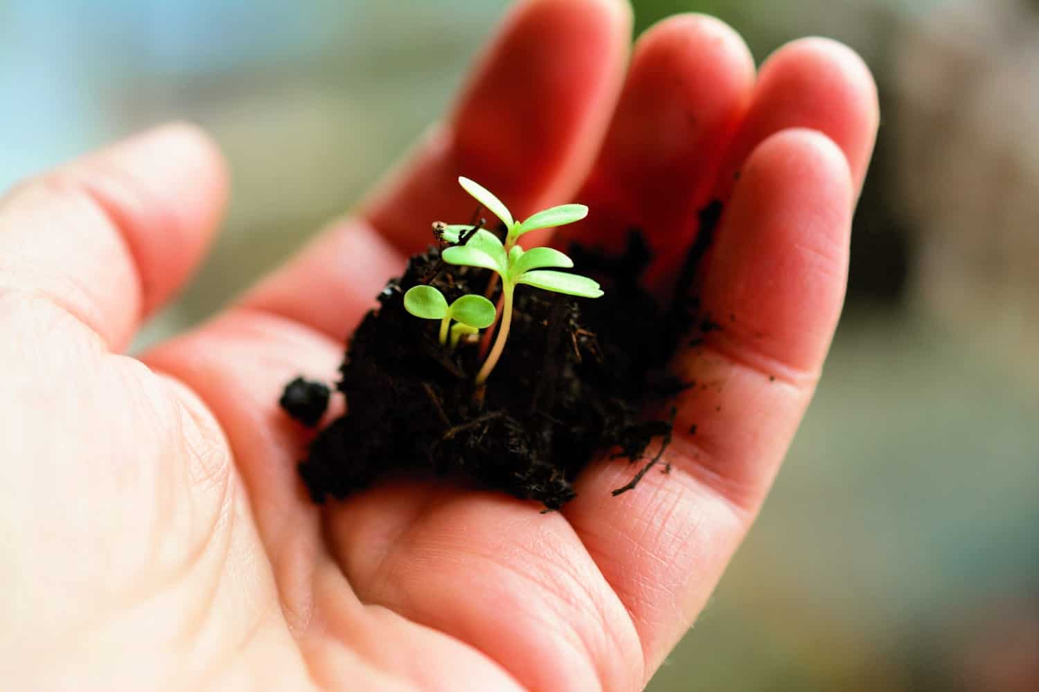 How to Plan and Plant a Victory Garden - Claudia Travels