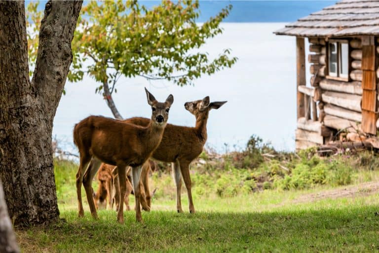 25 surprising things to do on Pender Island - Claudia Travels