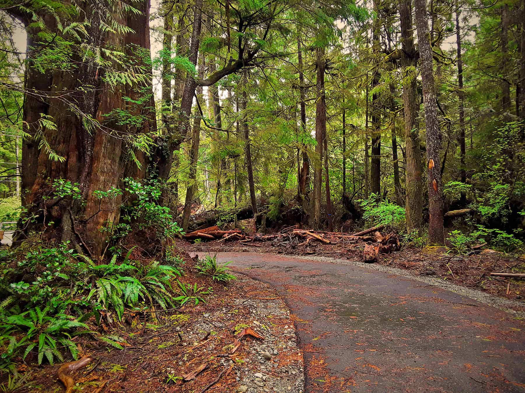 Tofino's multi-use pathway connects communities - Claudia Travels